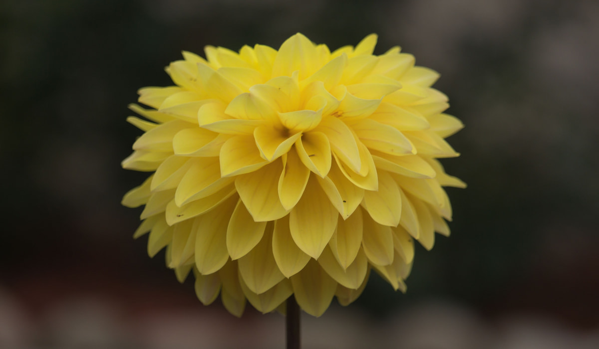 Types of Yellow Wedding Flowers - My White Sand Wedding