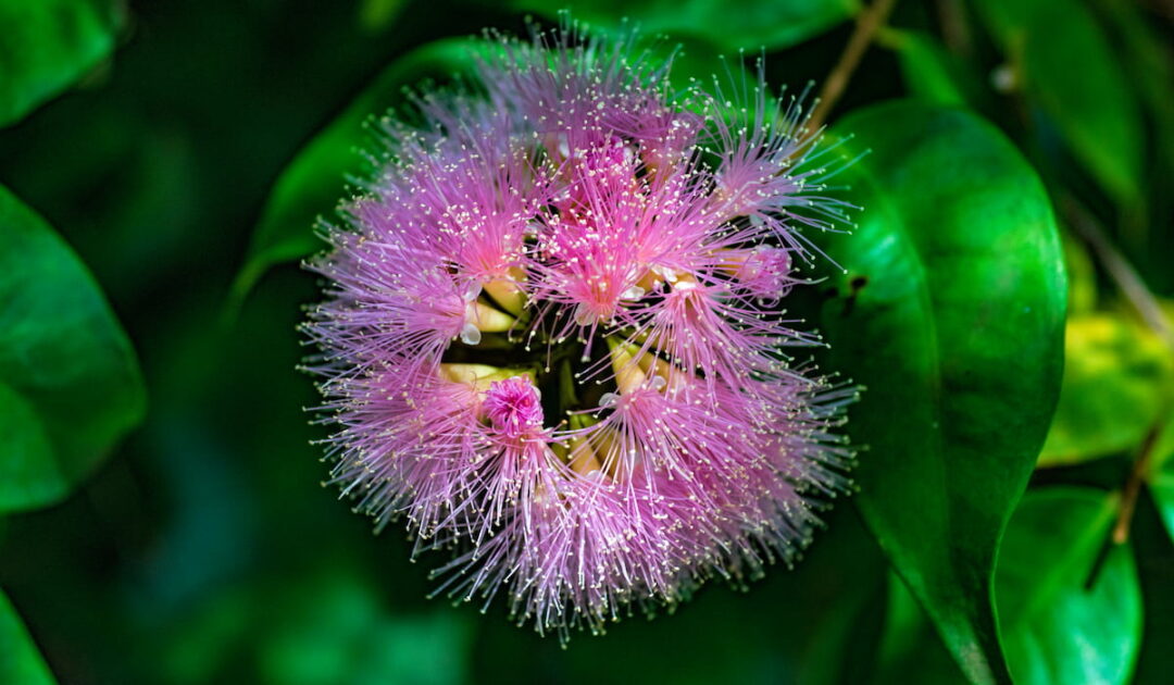 13 Beautiful Native Australian Flowers for Your Bouquet - My White Sand ...