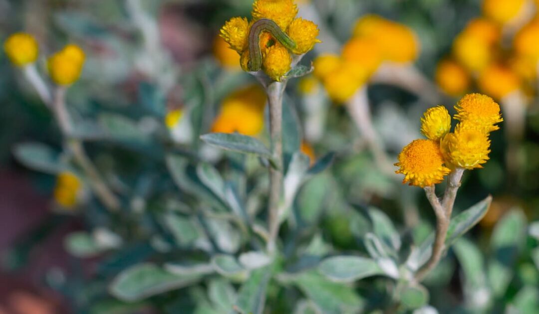 13 Beautiful Native Australian Flowers for Your Bouquet - My White Sand ...